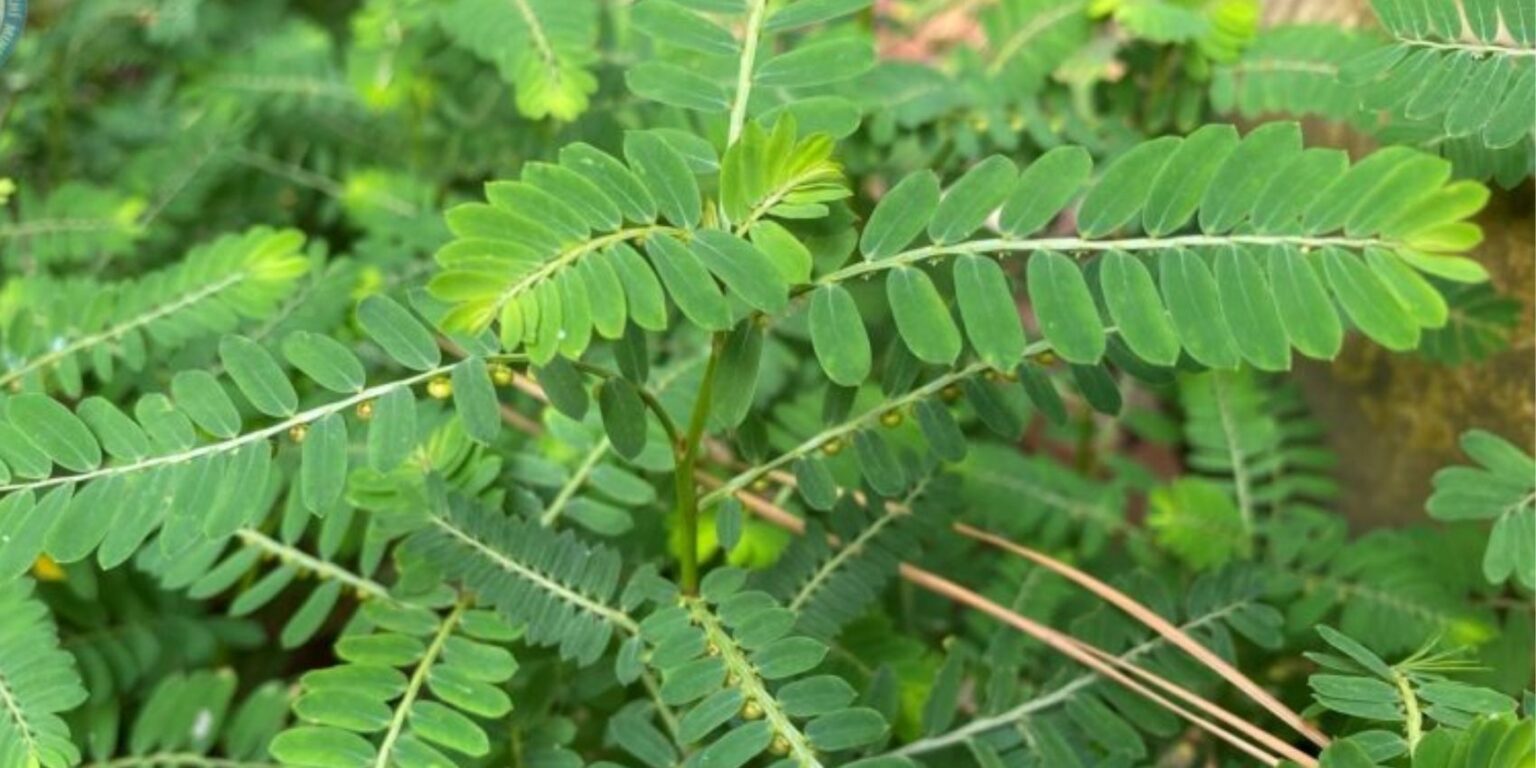 Vì sao lại gọi là cây chó đẻ? Cách phân biệt các loài cây chó đẻ và ...